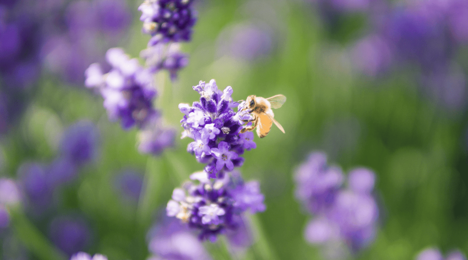Discover the Magic of Lavender in Your Garden – Growing Wild Gardening