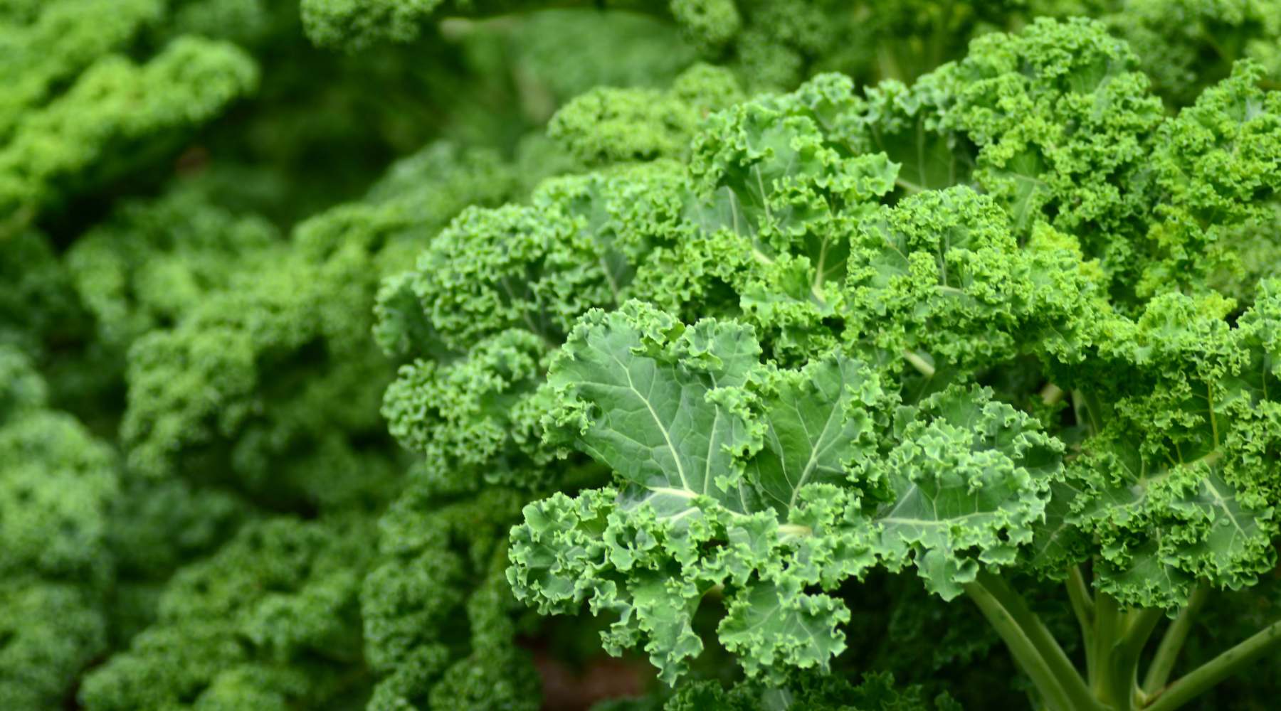 Grow Curly Kale from Seed: Sowing to Harvest – Growing Wild Gardening