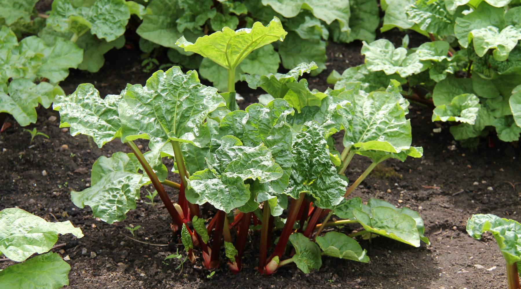 Grow Rhubarb Perfectly: Traditional & Forced Methods – Growing Wild ...