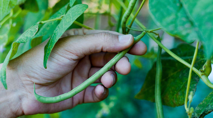 Growing Green Beans: A Guide for a Bountiful Harvest – Growing Wild ...