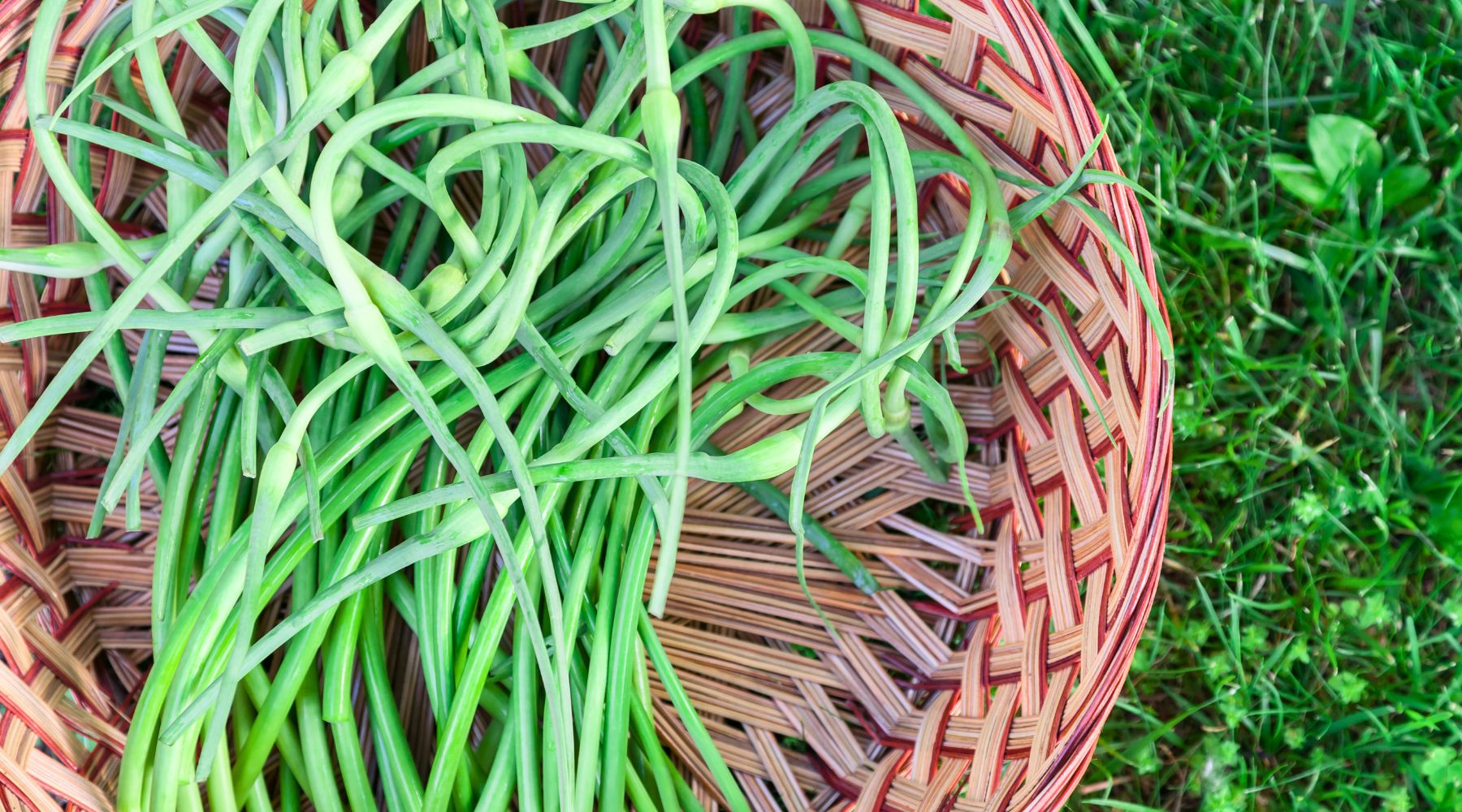 How and When to Cut Garlic Scapes for Optimal Growth – Growing Wild ...