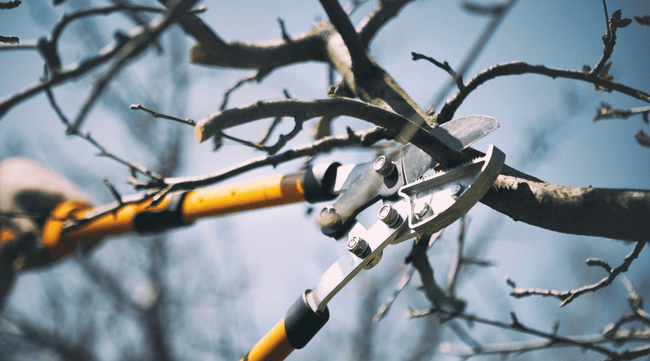 January Gardening Guide: Tips and Plants for Gardeners – Growing Wild ...