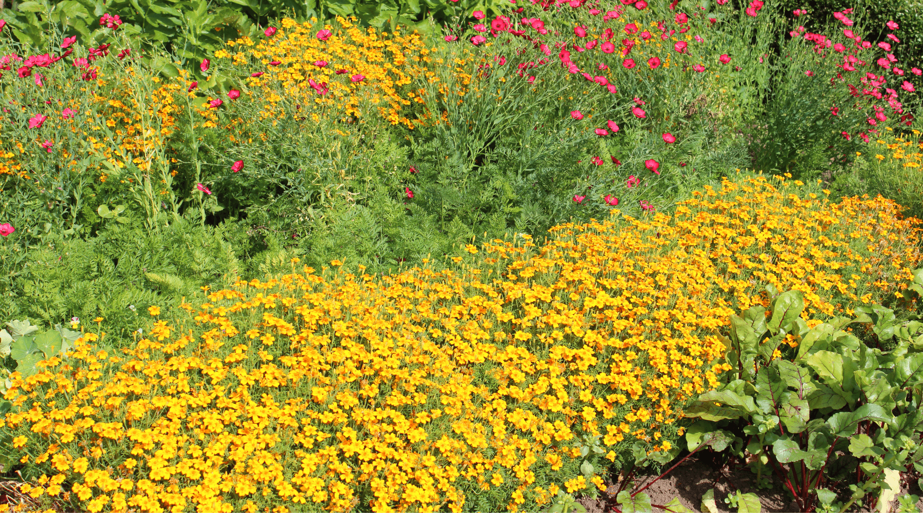 Maximizing Garden Harmony: The Essential Guide to Companion Planting ...