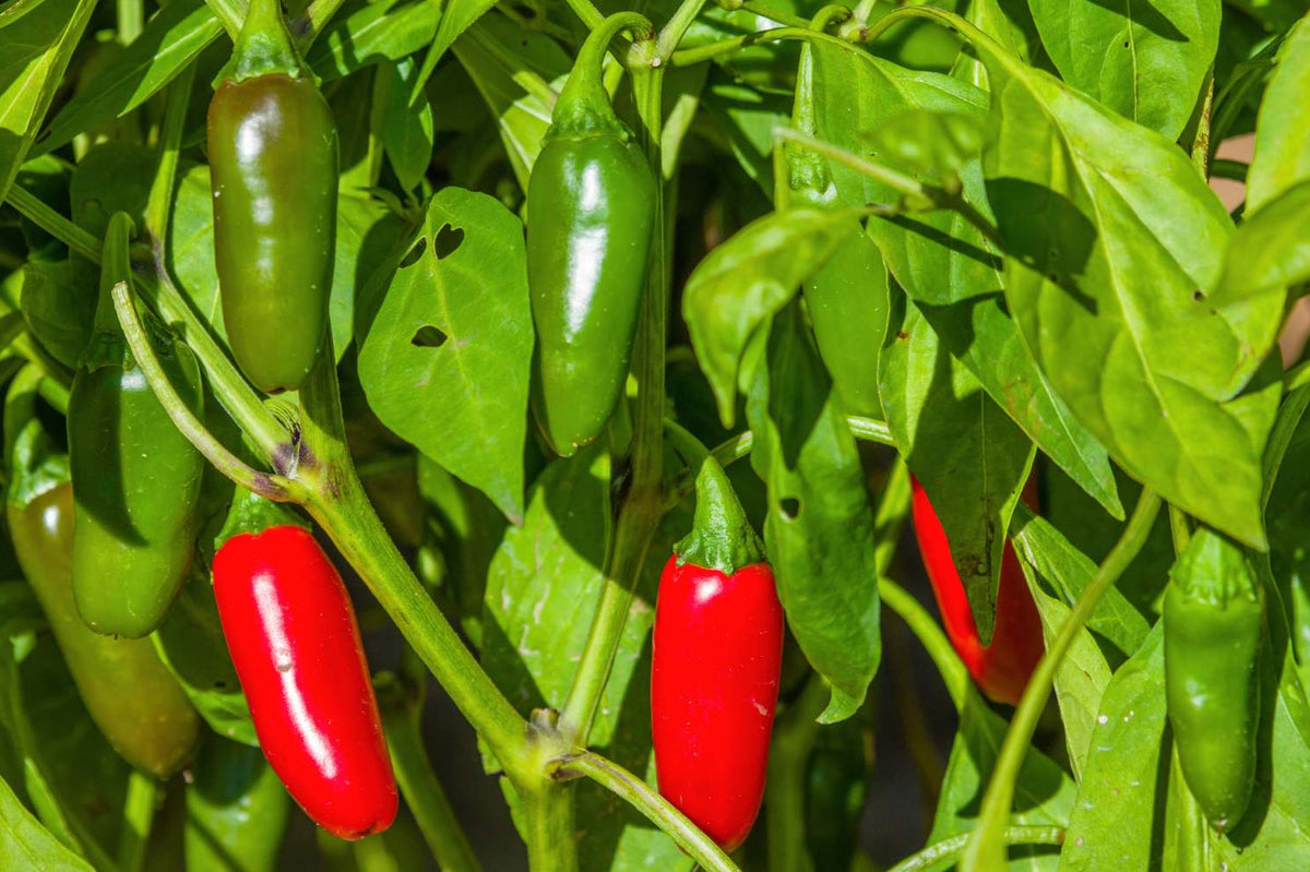 Quick Beginner's Guide to Starting a Vegetable Garden – Growing Wild ... Quick Beginner's Guide to Starting a Vegetable Garden – Growing Wild ...